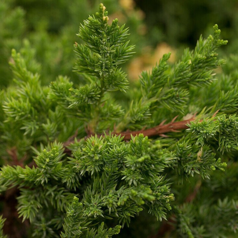 Ienupar-Juniperus Expansa Variegata