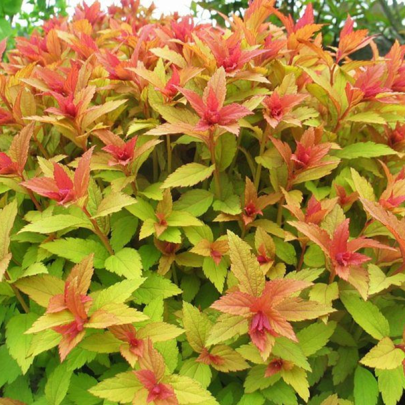 Spiraea Japonica Goldflame