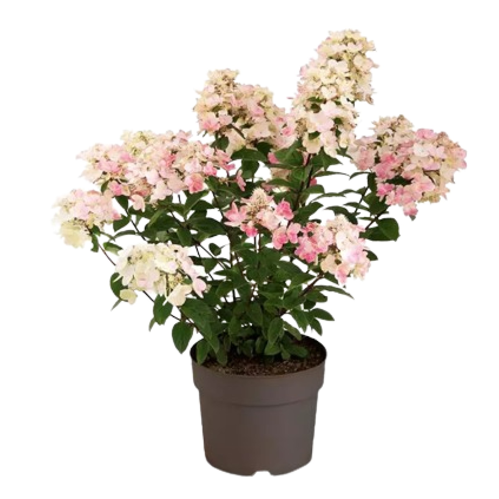 Hydrangea paniculata Magical Fire