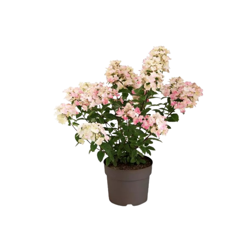 Hydrangea paniculata Magical Fire
