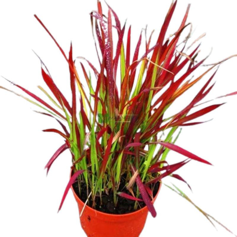 Arbust decorativ - Iarba Rosie Imperata cylindrica Red Baron 50 60cm