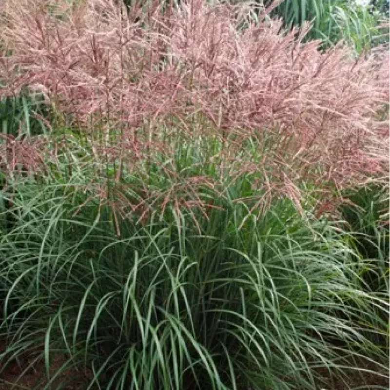 Miscanthus Ferner Osten 2.7 L