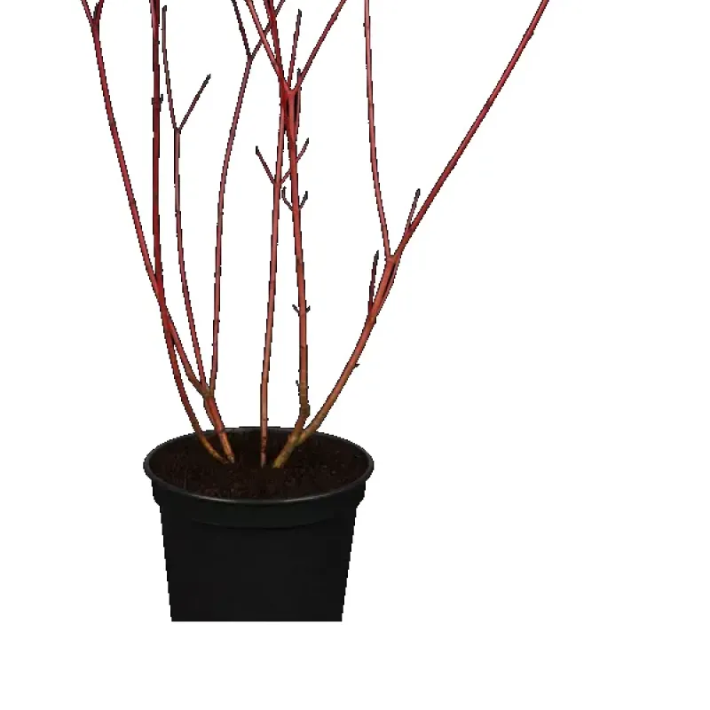 Cornus alba 'Sibirica variegata' , 70/100