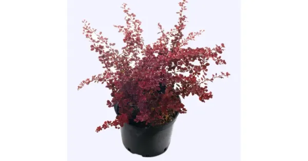 Berberis Pink Queen , 30/50 cm