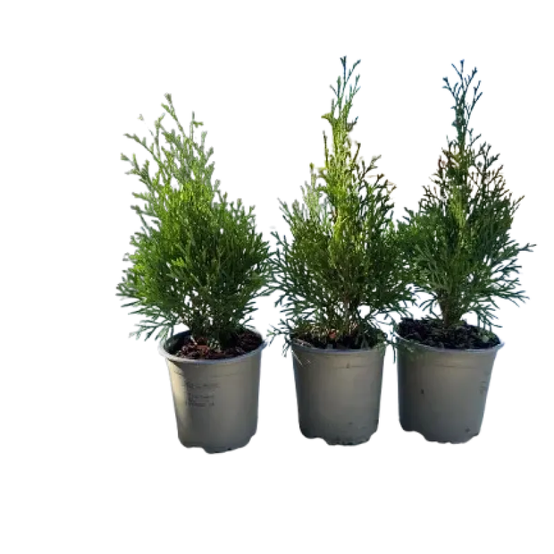 Set 3 tuia occidentalis smaragd , 20 cm