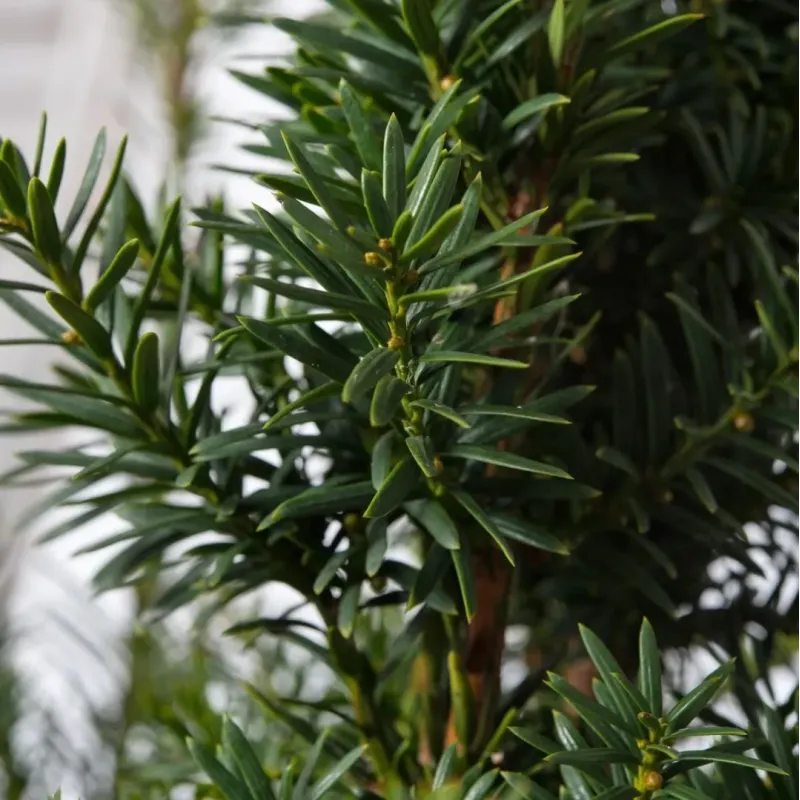 Taxus Hatfieldi