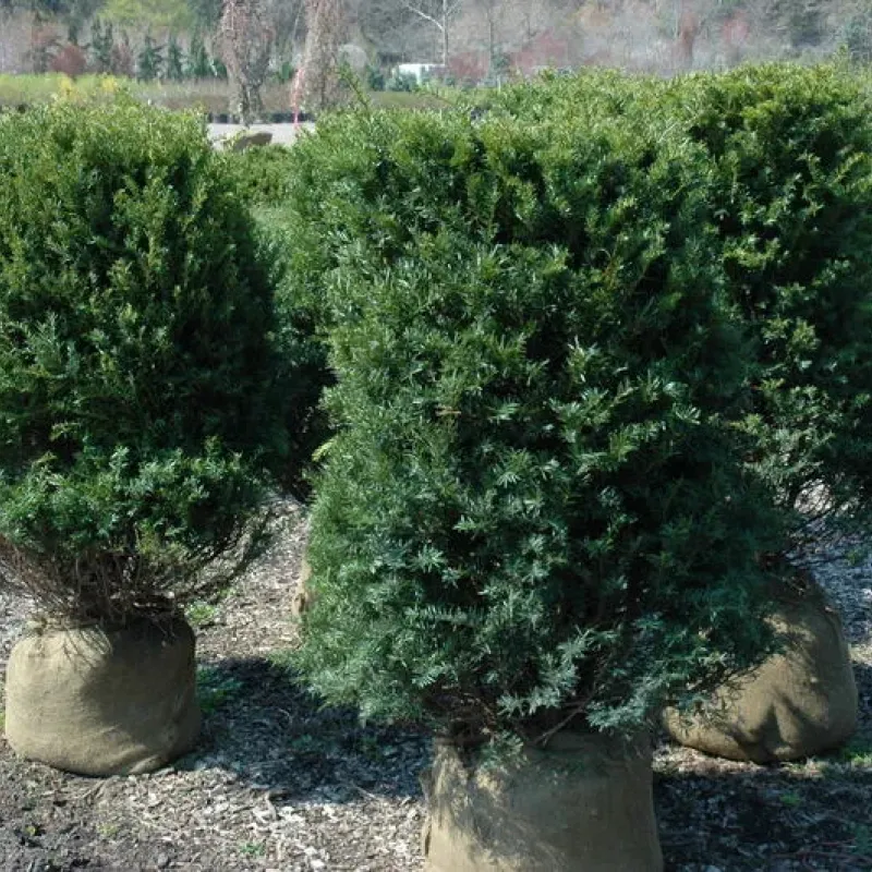 Taxus Hatfieldi