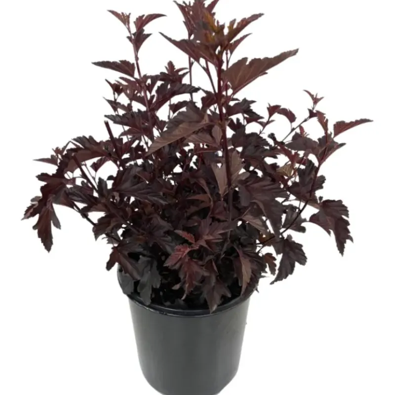 Arbust decorativ - Physocarpus Black 40 50 cm