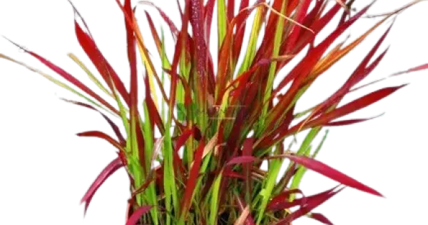 Arbust decorativ - Iarba Rosie Imperata cylindrica Red Baron 50 60cm