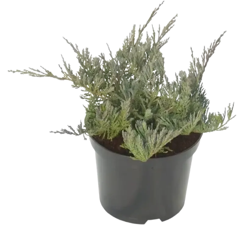Ienupar-Juniperus Blue Chip