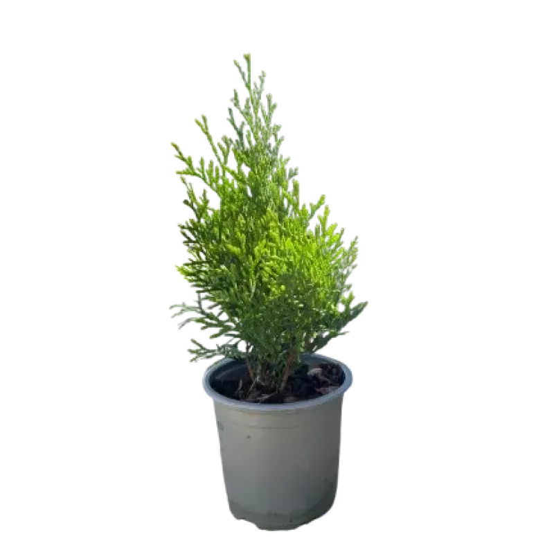 Tuia smaragd , 20 cm H