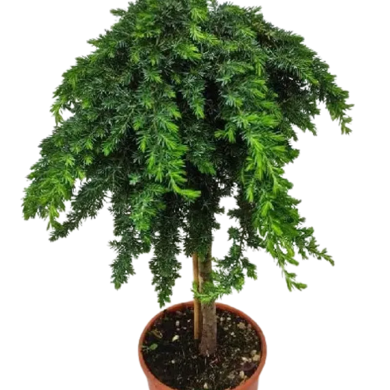 Ienupar-Juniperus Blue Pacific 1/2